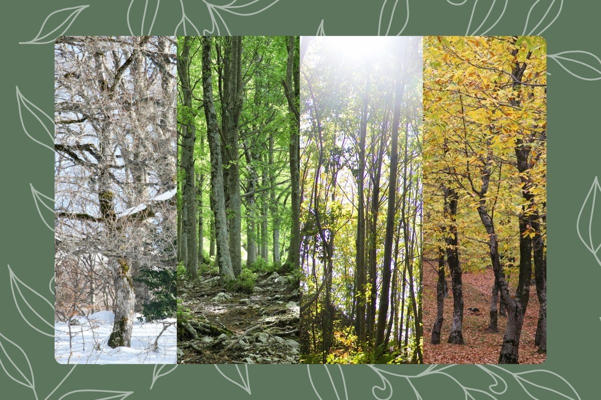 Seasonal Skincare: Adapting Your Routine to Different Weather Conditions